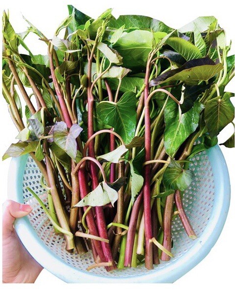1000+ Red rau muong Dong Cong Tim Do Water Spinach | eBay