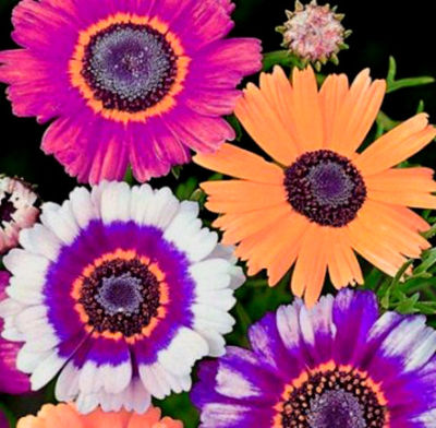 Beautiful Mixed Painted Daisy Flowers! 100 Seeds Comb. S/H See our ...