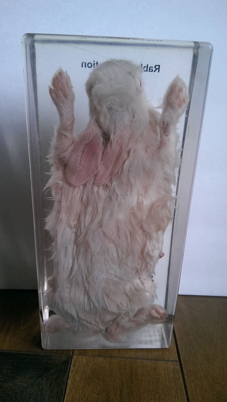 Rabbit Anatomy / dissection Model | eBay