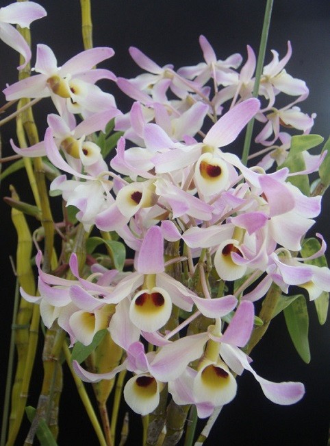 Dendrobium signatum species orchid plant | eBay UK