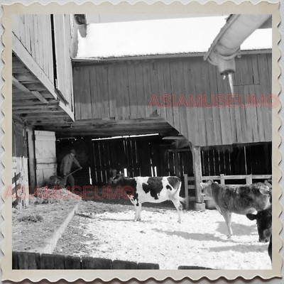 50s SUNBURY NORTHUMBERLAND PENNSYLVANIA MEN COW FARM HAY VINTAGE USA ...