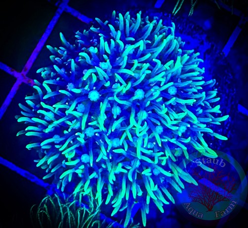 SAF~1 In. Green Star Polyp Coral Frag Plug “WYSIWYG” GSP,Soft Corals ...