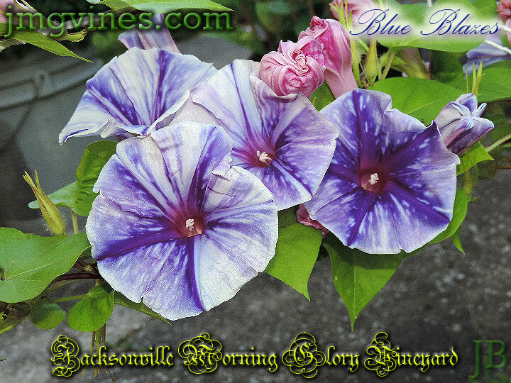 Blue Blazes Japanese Morning Glory 6 Qty | eBay