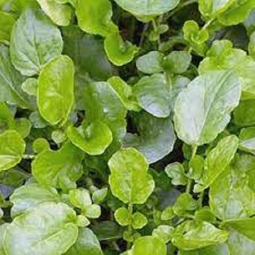 LAND CRESS SEEDS Vegetable Seeds Heirloom Upland Cress Herb Vegetable ...