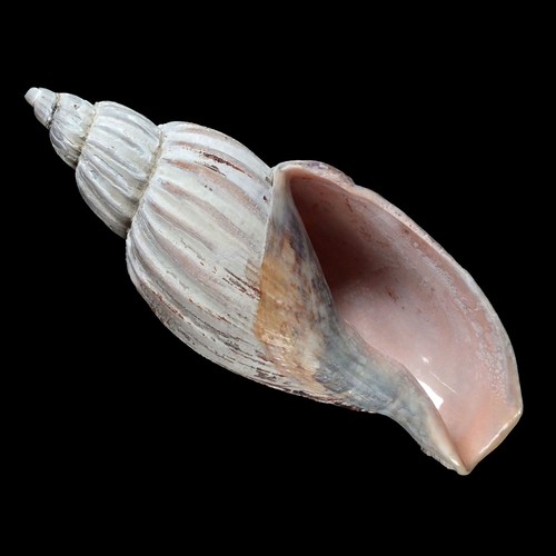 Volutoidea-0053 Fulgoraria megaspira magna 121.4mm FROM RISHIRI IS. HOKKAIDO | eBay