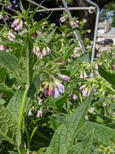 Comfrey root crowns - great for attracting pollinators, composting ...