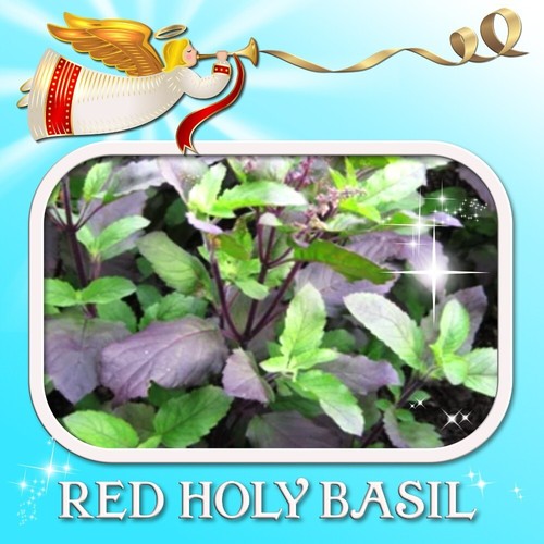 50 X HOLY RED BASIL SEEDS-INDIAN RED-KRISHNA TULSI-CULINARY HERBAL TEA ...