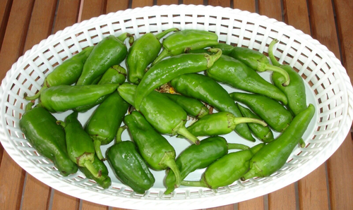 Pimiento de Padron Chili Samen spanische milde Sorte Bratpaprika Tapas ...