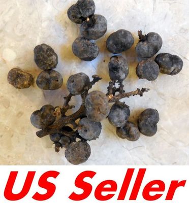 Windmill Palm Tree Seeds T31, Rare Cold Hardy Palm Seeds | eBay