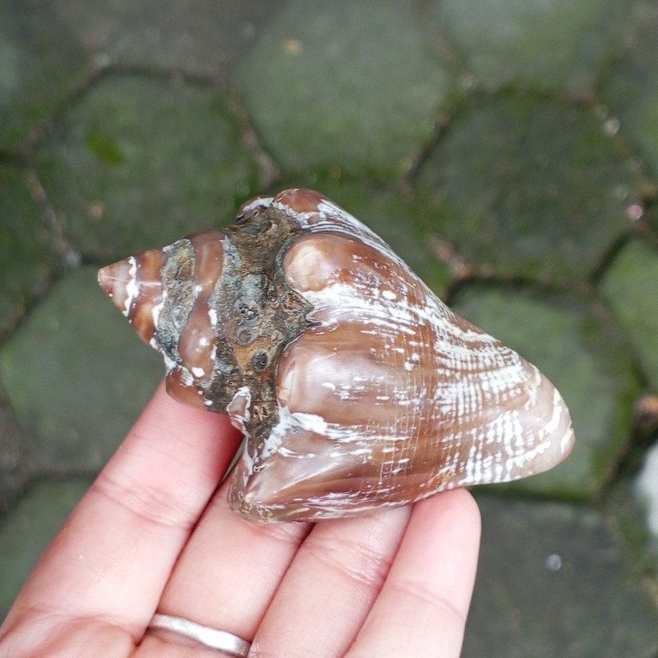 7.4 Cm Top Rare Genuine Rough Matrix Gastropod Sea Shell Fossil ...