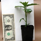 bush hibiscus INNER GLOW unique pink flower hardy 2.5" pot = 1 Live ...