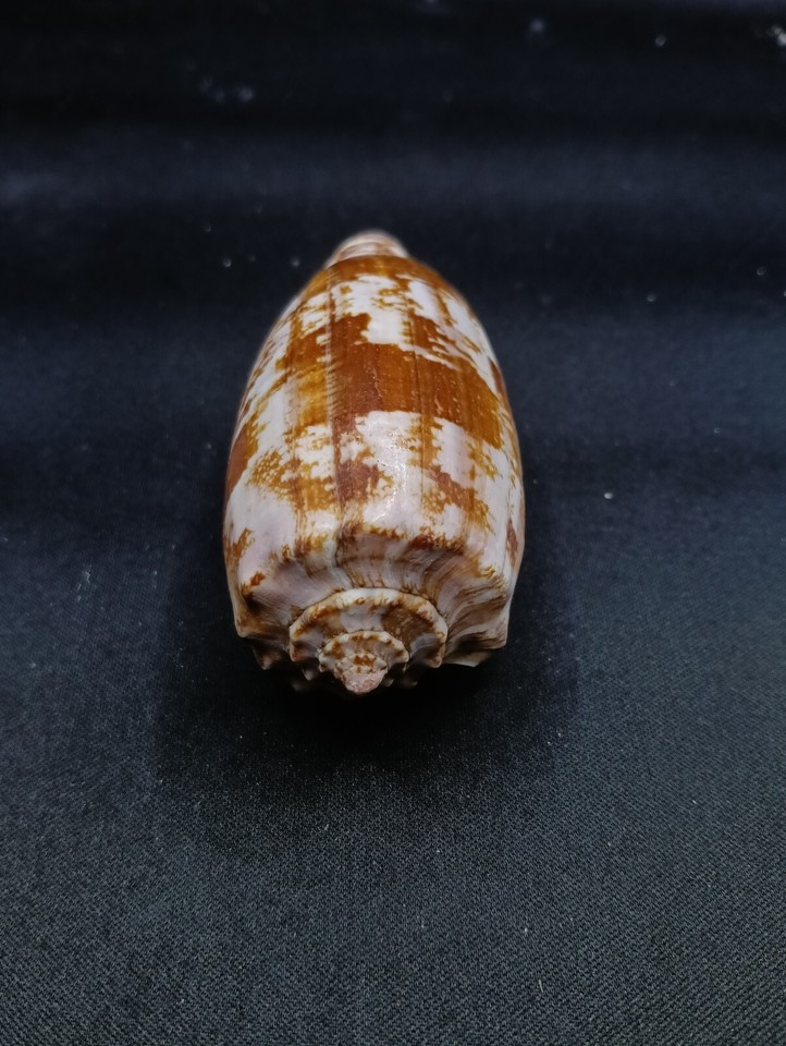 Conus geographus cone seashell. 100mm geography cone Sea shell. Beach ...