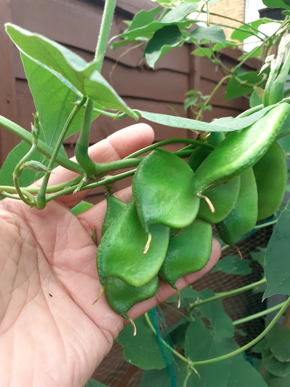 Shim Uri 5 SEEDS - BUY 2 GET 1 FREE Bangladeshi Vegetable Lablab ...