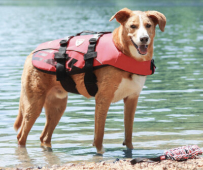Ezydog Dog Flotation Device Life Jacket Red Large (Previous Model) | eBay