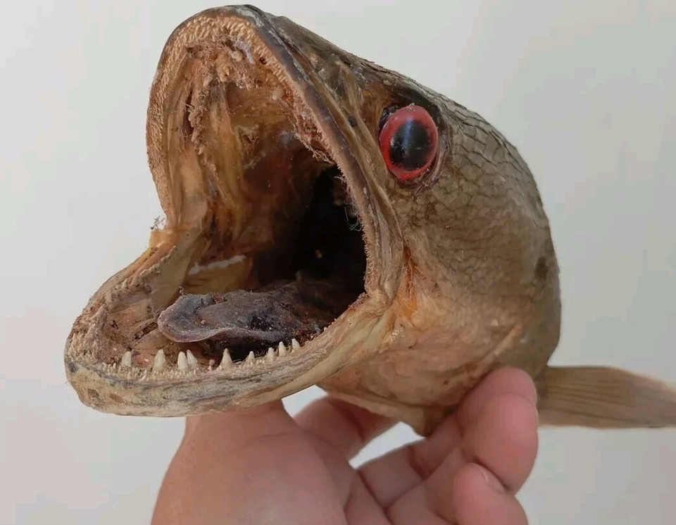 Real Genuine Giant Snakehead Fish Skull Taxidermy Mount Tooth Skeleton ...