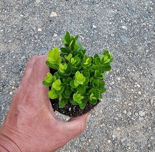 True Dwarf English Boxwood ( buxus ) - Starter Plant ( 7m ) ( 1 live ...