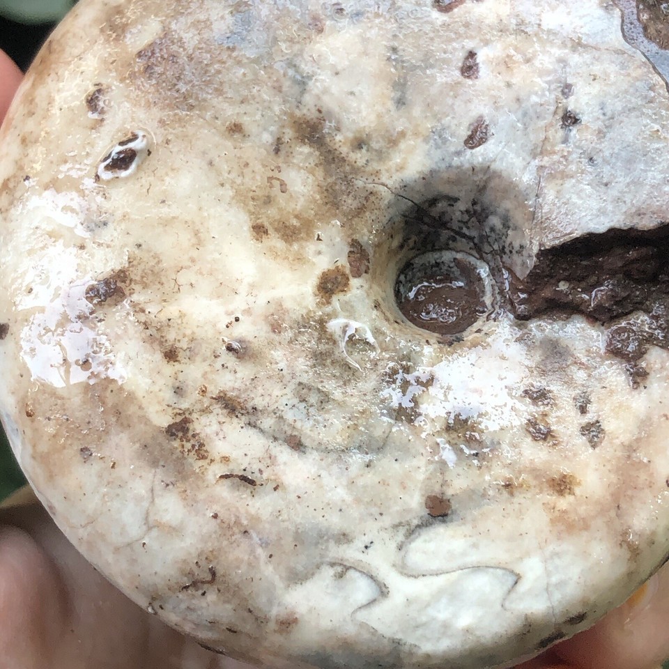 265GR EXTREME BIG WHOLE ROUGH PERMIAN THIN AMMONITE SOLID FOSSIL ...