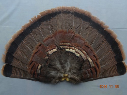 adult eastern wild turkey tail fan/turkey feathers/turkey decoys | eBay