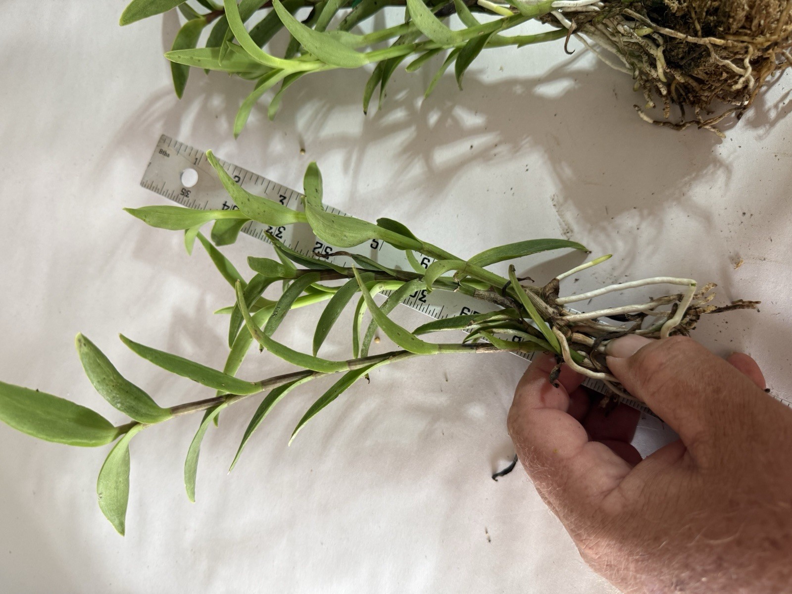 BARE ROOT Epidendrum radicans ORANGE Reed Stem Orchid Species Plant | eBay