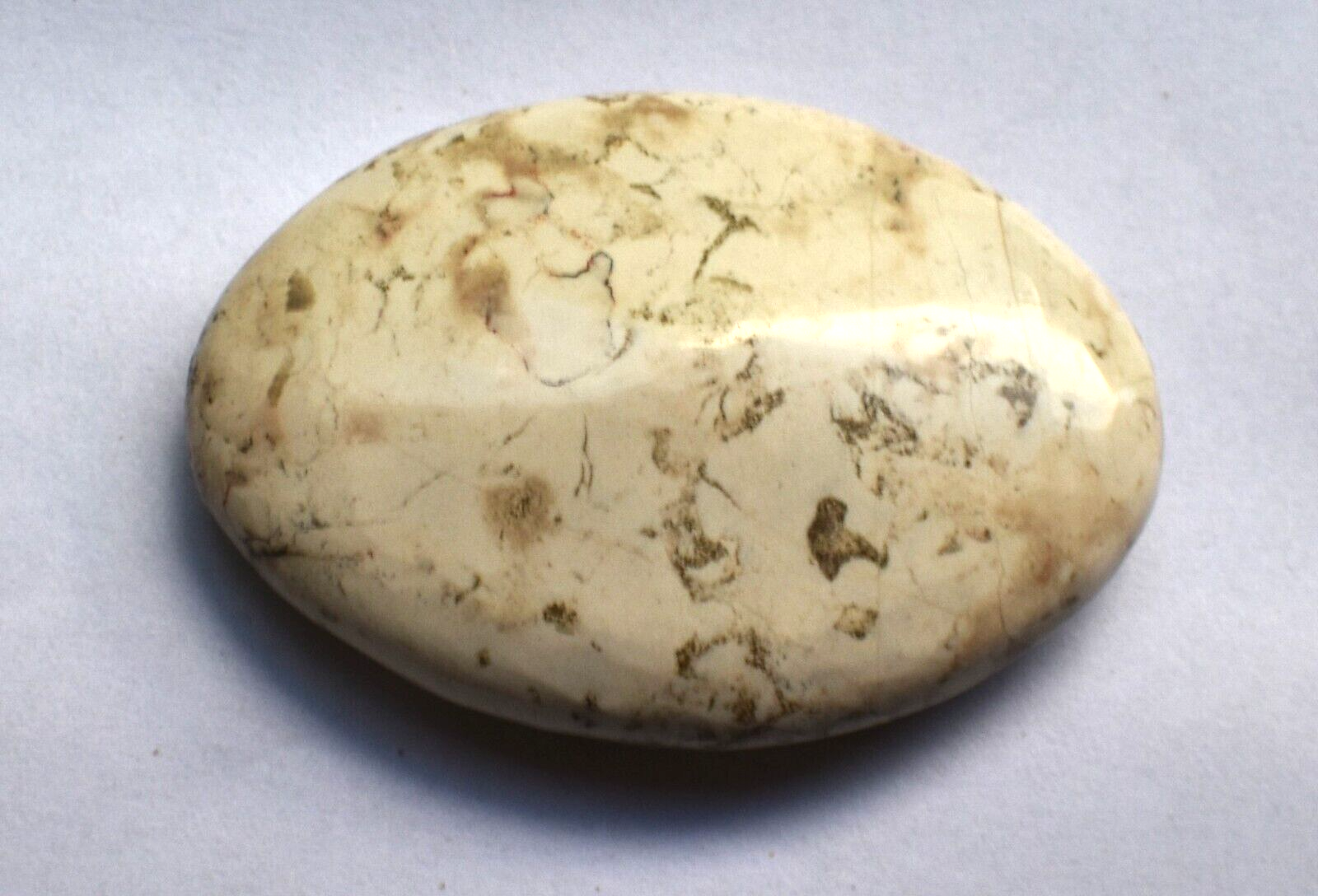 Shellfish Fossil Ancient Seabed Blue Ridge Mountains North Carolina ...