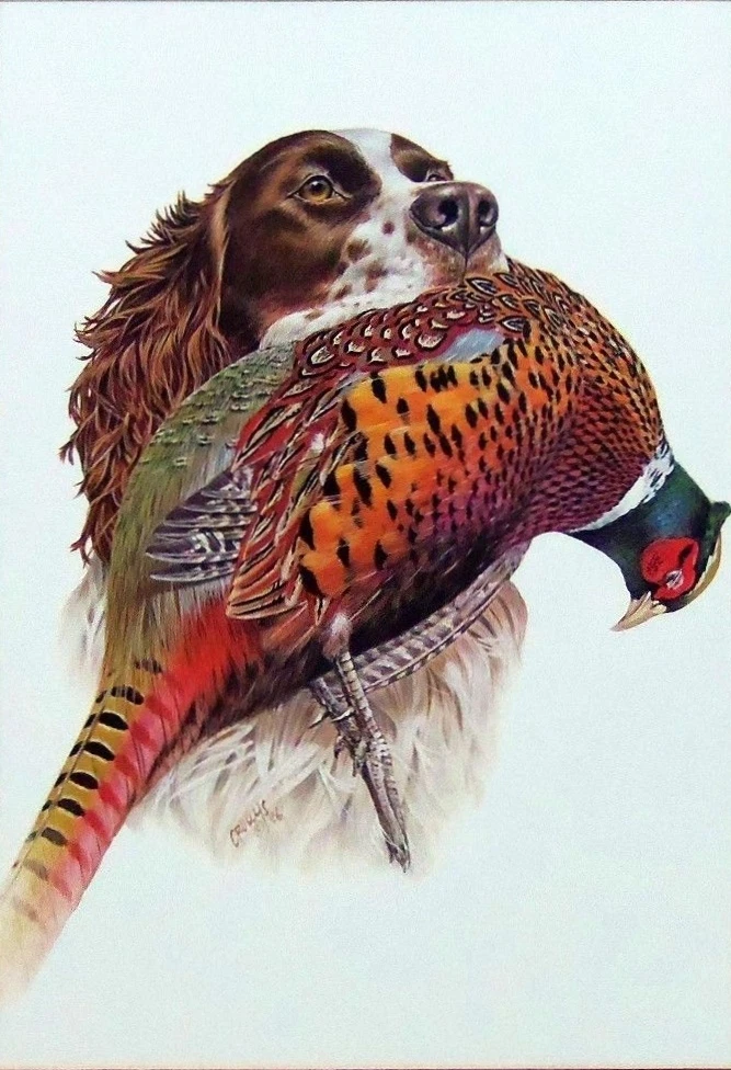 Springer Spaniel Pheasant Hunting