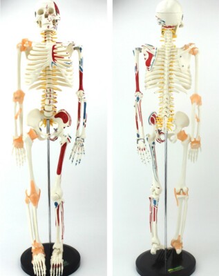 33"/85cm Flexible Skeleton Model with Muscle Painted/Ligament Medical ...