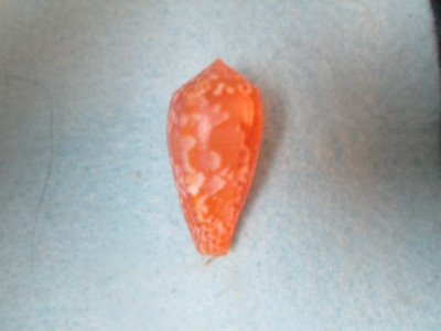 Conus kinoshitai 37 mm unusual red/orange rare color PRIVATE COLLECTION ...