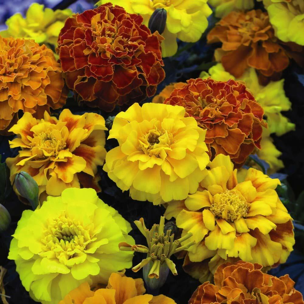 T&M Marigold Zenith Mixed Flower Bedding Half-Hardy Annual Garden Ready ...