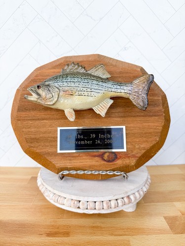 Vintage 2003 Mounted Fish Taxidermy Engraved Fishing Wooden Trophy Wall ...