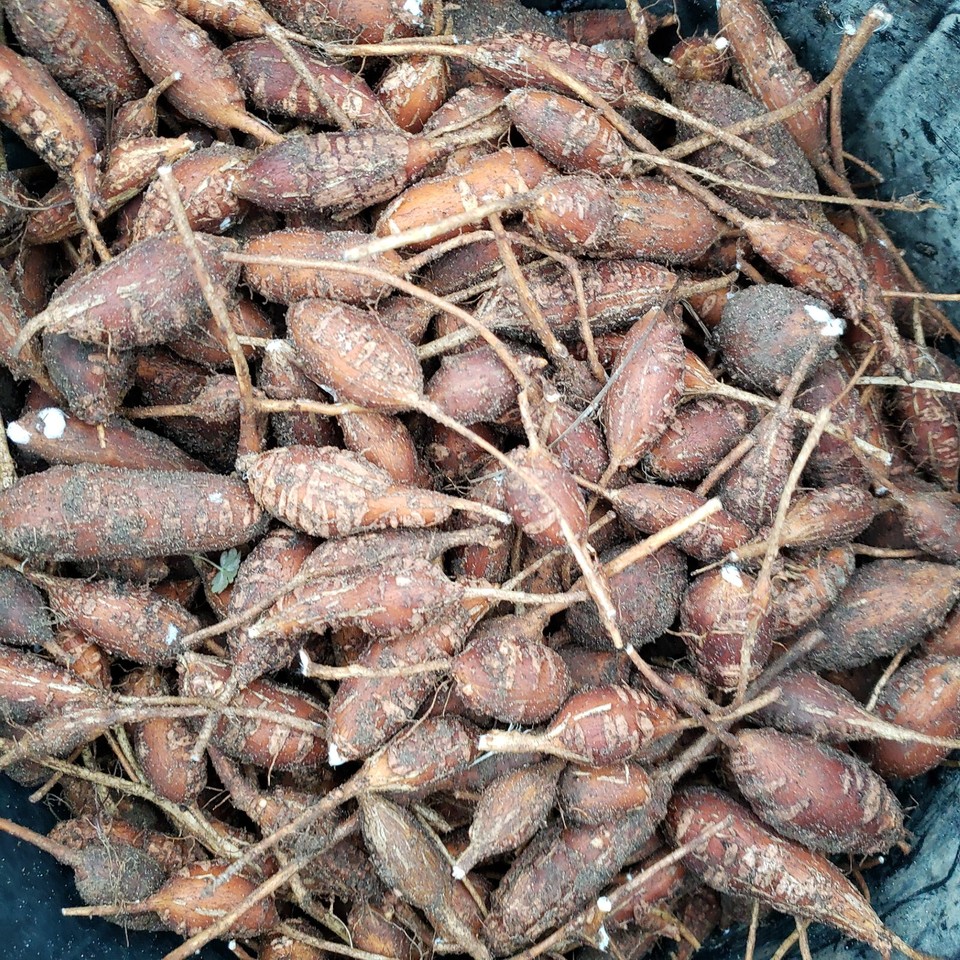 10 Small Hopniss Tubers Apios americana American Ground Nut Groundnut ...