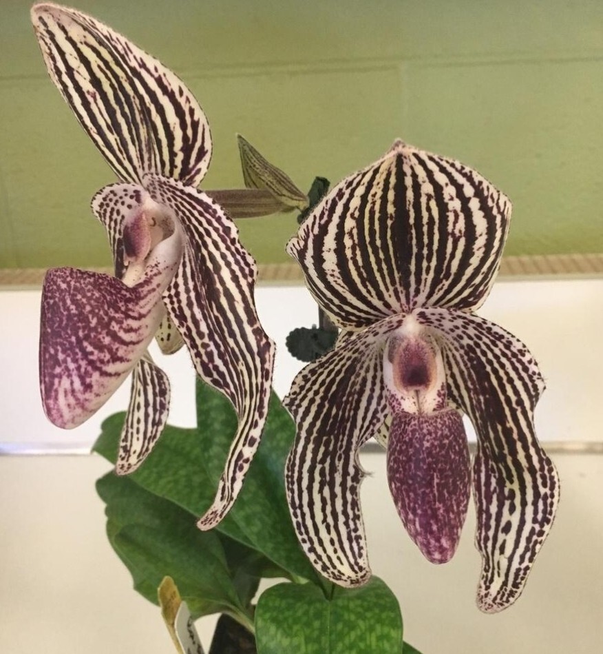 Paphiopedilum Rolfei Blooming Size Novelty Multifloral Paph. | eBay