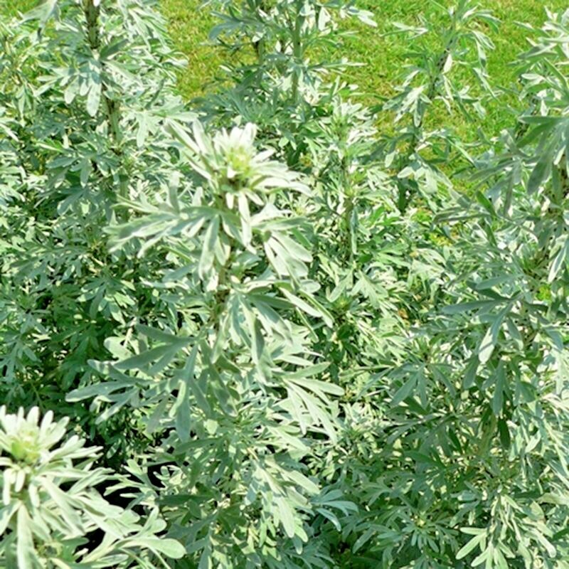 3000+ WORMWOOD ABSINTHE SEEDS 🌿 | PERENNIAL | MOSQUITO REPELLING FREE ...