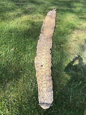 Rare Full Body Super Long 14 Foot Rock Python Snake Skin Shed Hide ...