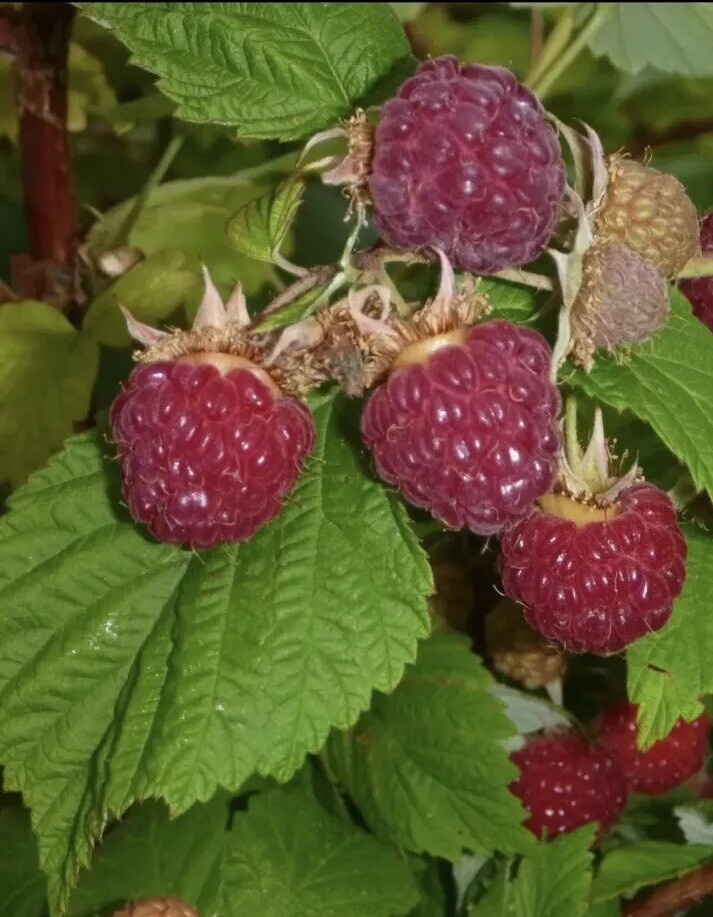 1 DORMANT RED Live Raspberry Plant - 1-2 yr Old - Ready for Planting | eBay