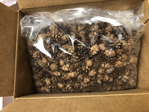 1000 SMALL PINE CONES Hemlock Art Craft Decoration Tree Holiday Tiny ...