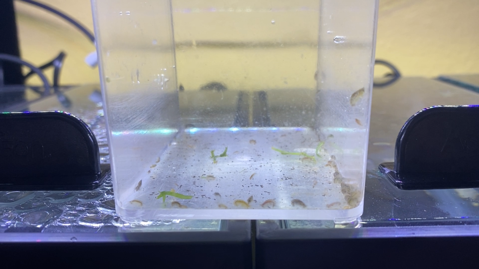 Live Freshwater Gammarus Shrimp, Freshwater Scuds, Live Fish Food ...