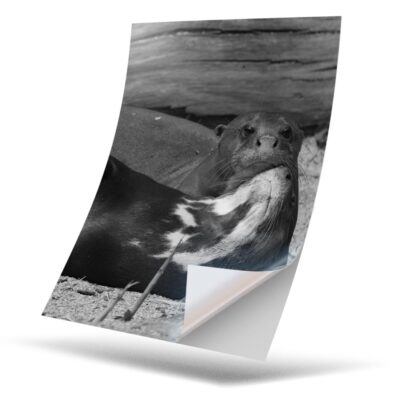 1 x Vinyl Sticker A4 - BW - Giant River Otter Couple Animal #42930 ...