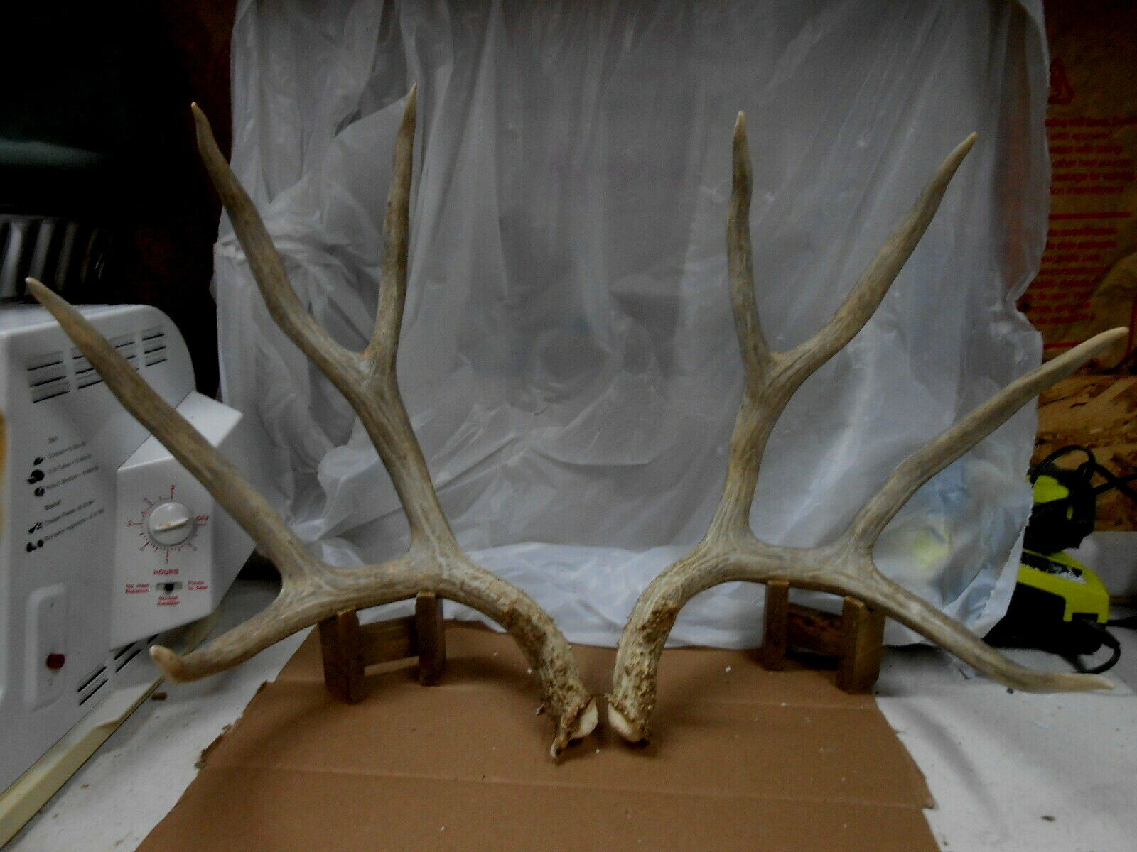 TYPICAL 5x5 MULE DEER SHED SET 184 1/8 B&C antlers whitetail rack elk ...
