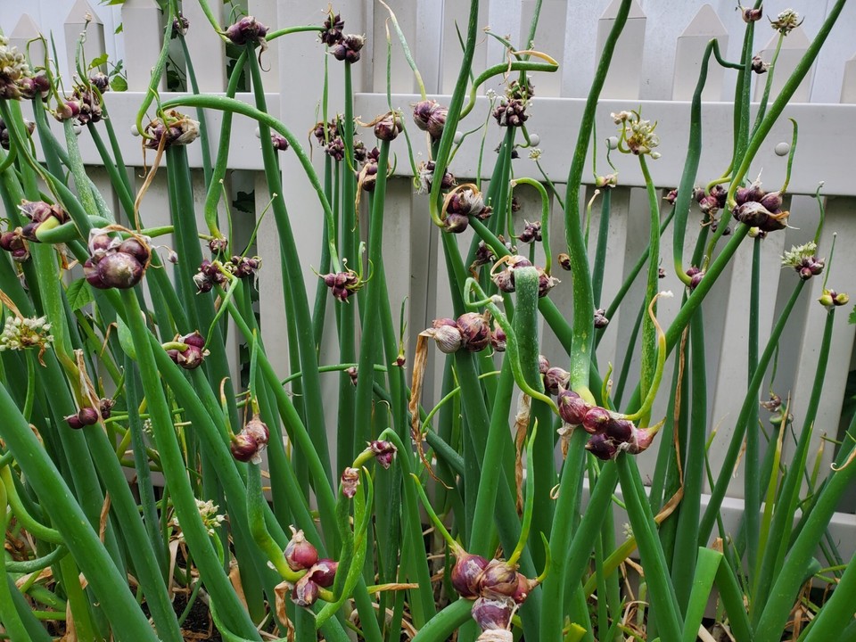 Egyptian Walking Onions Bublets 20 Medium Size Lot Organic Heirloom ...