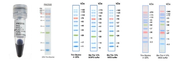 What is protein ladder western blot - frosdtodo