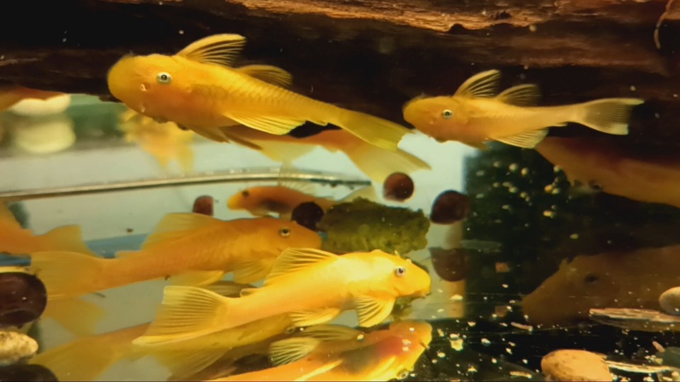 Golden Blue-Eye Bristlenose Pleco, SF @ 2-3" Ancistrus sp. Quality Live ...