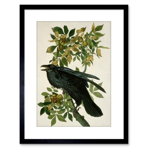 Painting Nature Animal Bird Audubon Raven Framed Print 9x7 Inch | eBay