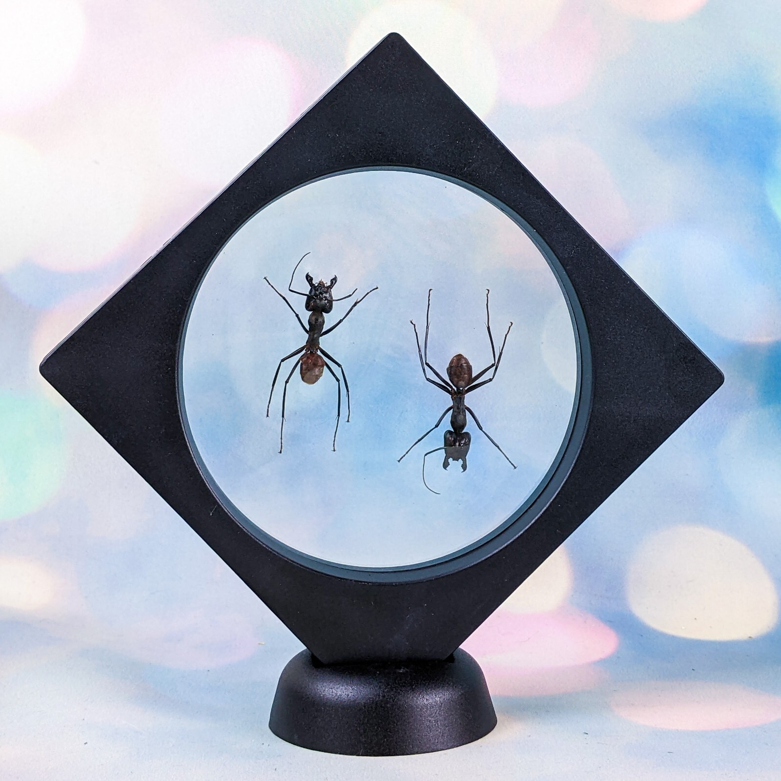 O35L Lg 2 Soldier Bullet Ant Floating oddities curiosities Entomology ...