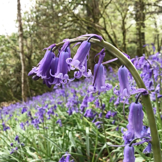 25 English Bluebell Bulbs Grown in Norfolk Hyacinthoides Non Scripta ...