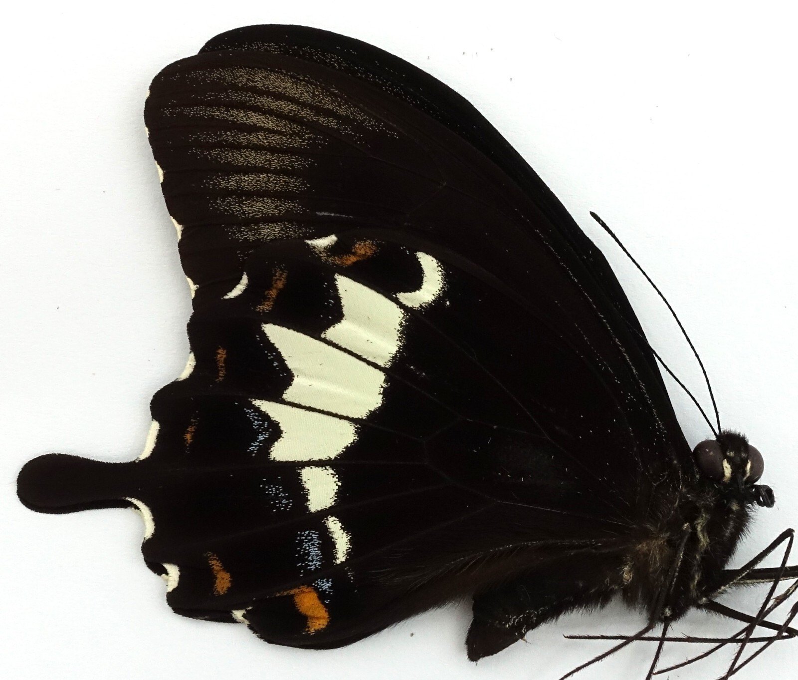 PAPILIO ALBINUS ALBINUS MALE FROM ARFAK, IRIAN JAYA | eBay