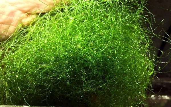 Handfull of Chaetomorpha Macro Algae Chaeto nutrient Export (Best Value ...