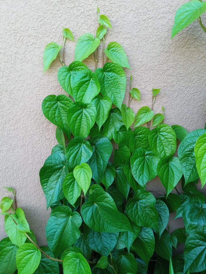 40 Fresh Organic Betel Leaves Leaf (Paan Patha, Pann, Piper Betel ...