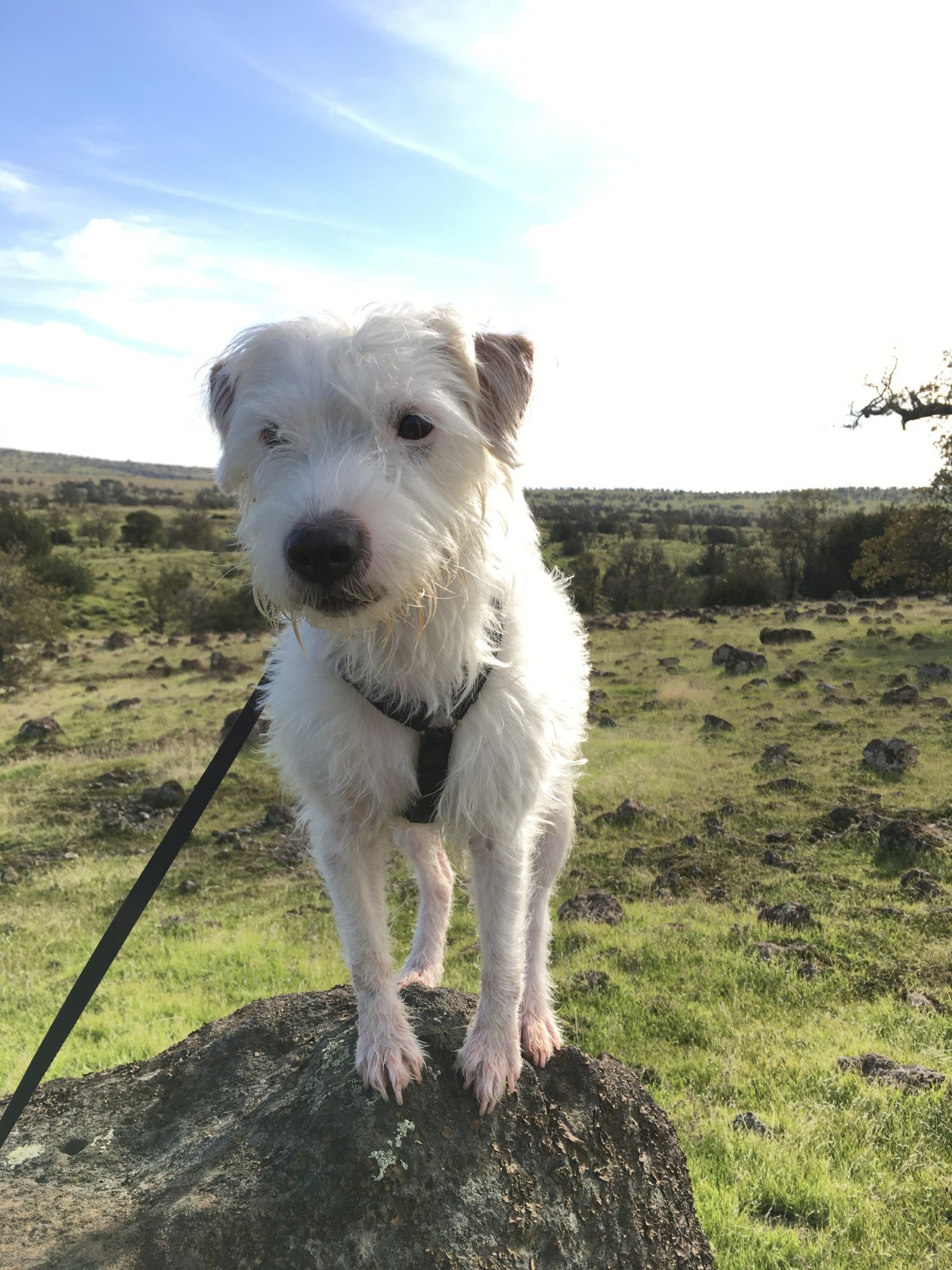 GIRLS CHILD UNCUT SIMPLICITY Sewing Pattern 4384 PONCHO JUMPER SKIRT ...