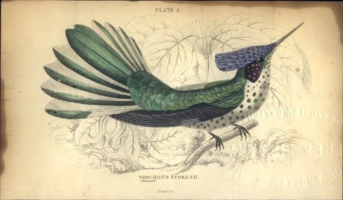 1833 Hand PAINTED COLOR Stokes HUMMINGBIRD BIRD PRINT Trochilus Stokesh ...