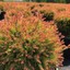 Thuja occidentalis 'Fire Chief' NEW INTRODUCTION. Evergreen Dwarf Shrub ...
